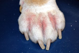 Dermatite - Uma doença de pele comum nos cães - Blog Dr Pet