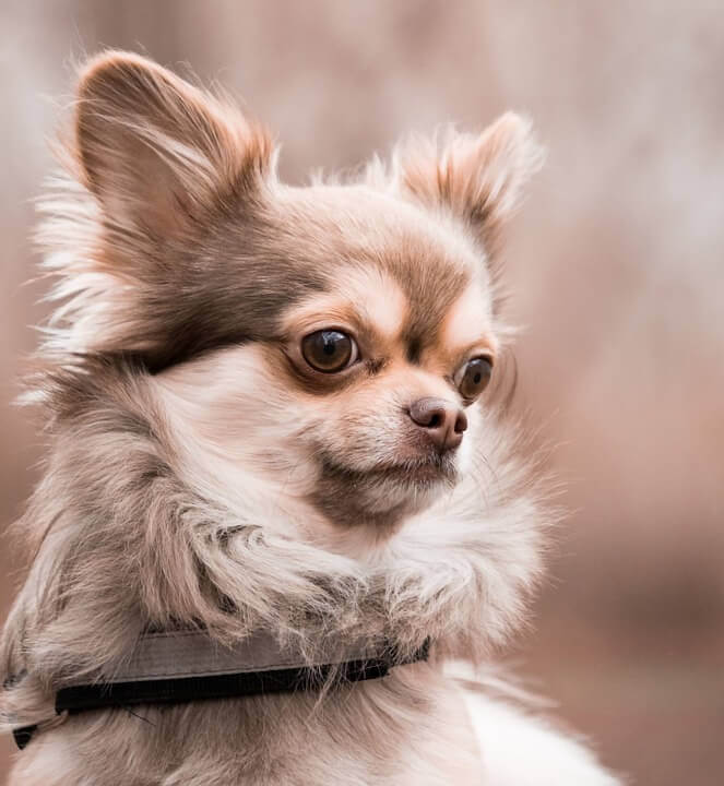 Chihuahua - saiba mais sobre esse pequenino - Blog Dr Pet
