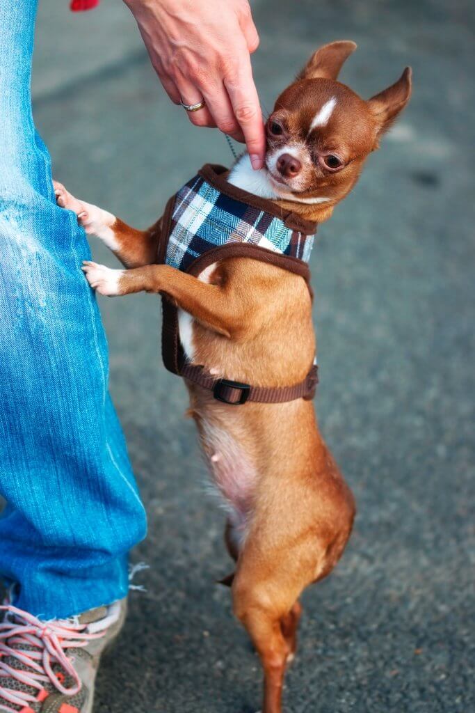 Chihuahua - saiba mais sobre esse pequenino - Blog Dr Pet