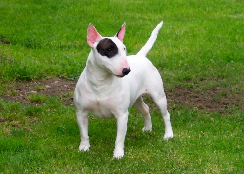 Bull Terrier Archives - Blog Dr Pet