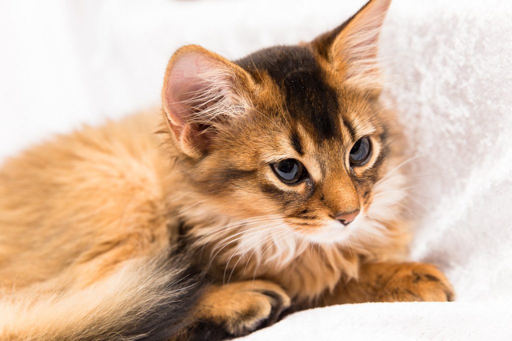 Somali, conheça essa raça de gatos com aparência selvagem! - Blog Dr Pet