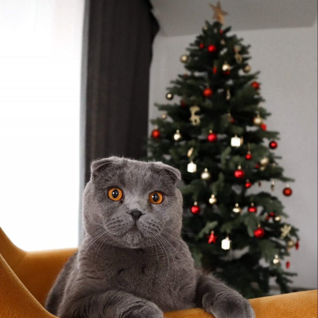 Aprenda a montar sua árvore-de-natal aprova de gatos - Blog Dr Pet