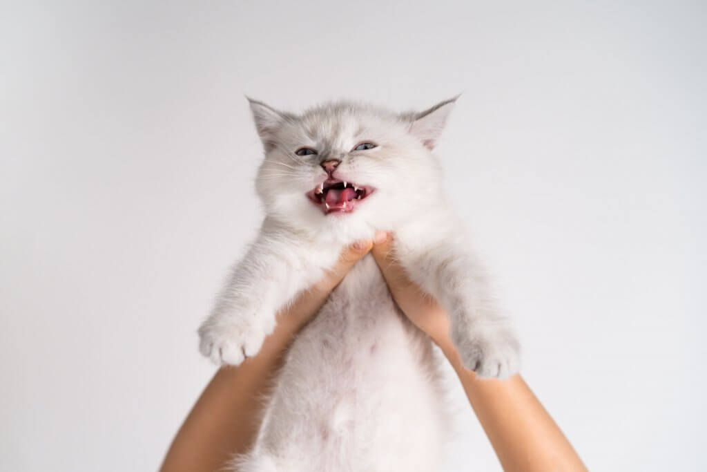 Gato miando muito: descubra o que pode ser! - Blog Dr Pet