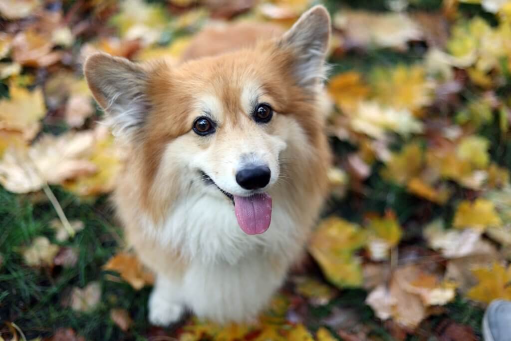 Cachorro Corgi: saiba tudo sobre o cão baixinho. - Blog Dr Pet